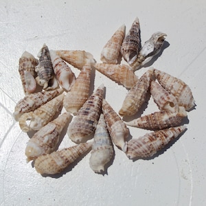20 Cerith Sea Shells, Pointed Shells, Sanibel Shells, White and Brown ...