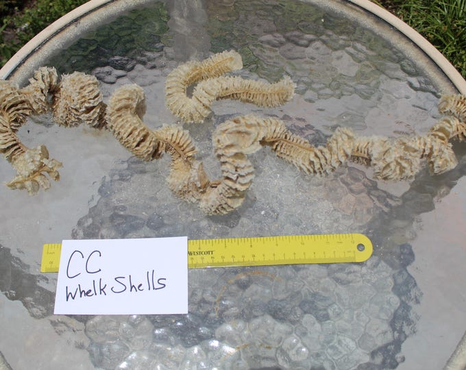 Whelk Egg Case, Tiny Whelk Eggs, Spiral Egg Case, Sea Shell Case ...