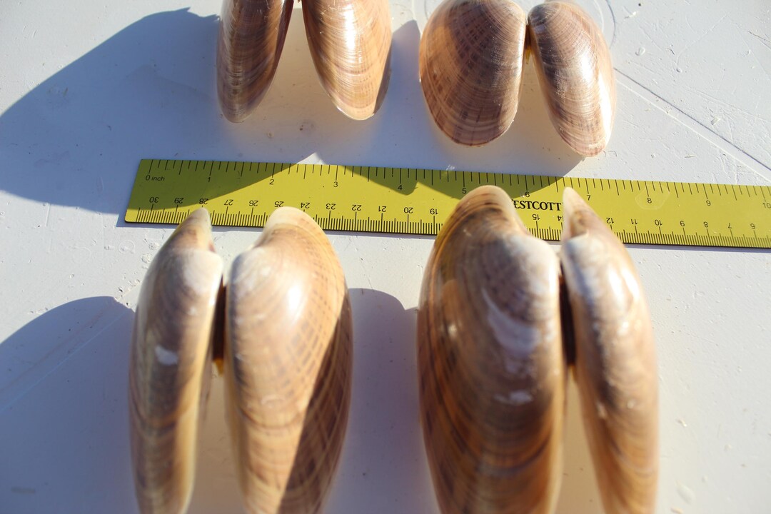 Sunray Venus Shell Pairs, Clam Shells, Sunray Venus Clams, Four Shell ...