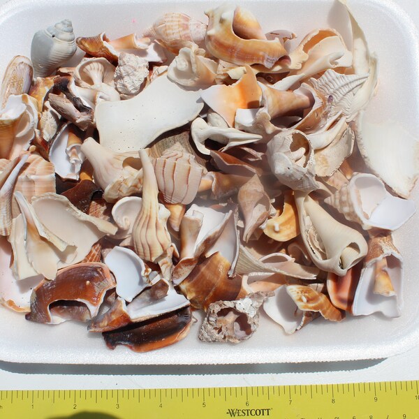 Broken Shells - Etsy