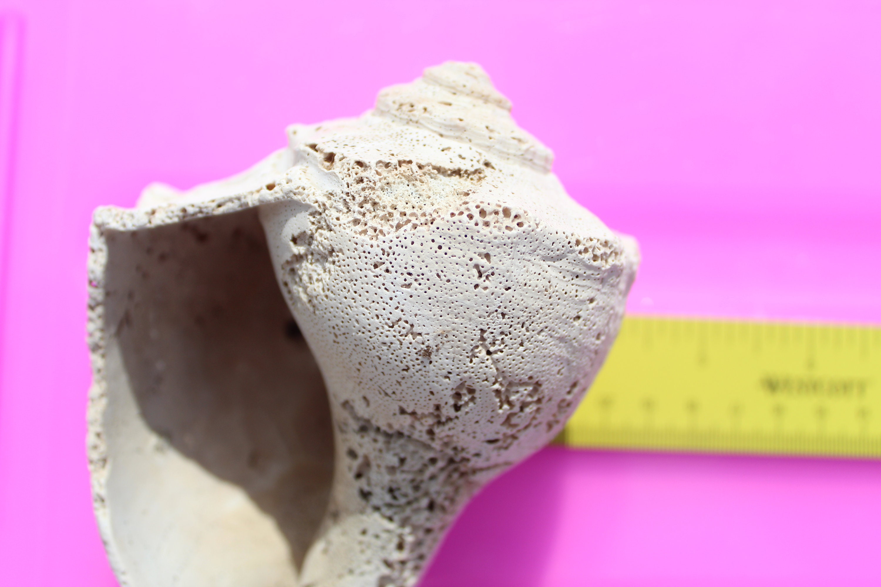 Medium Whelk Shell, Vintage Whelk Shell, Decorative Shell, Barnacle ...