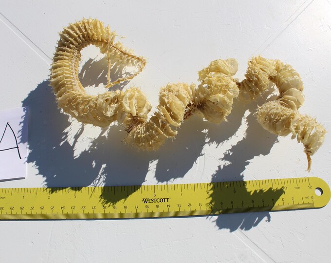 Whelk Egg Case, Spiral Egg Case, Sea Shell Case, Sanibel, Egg Casing - Etsy