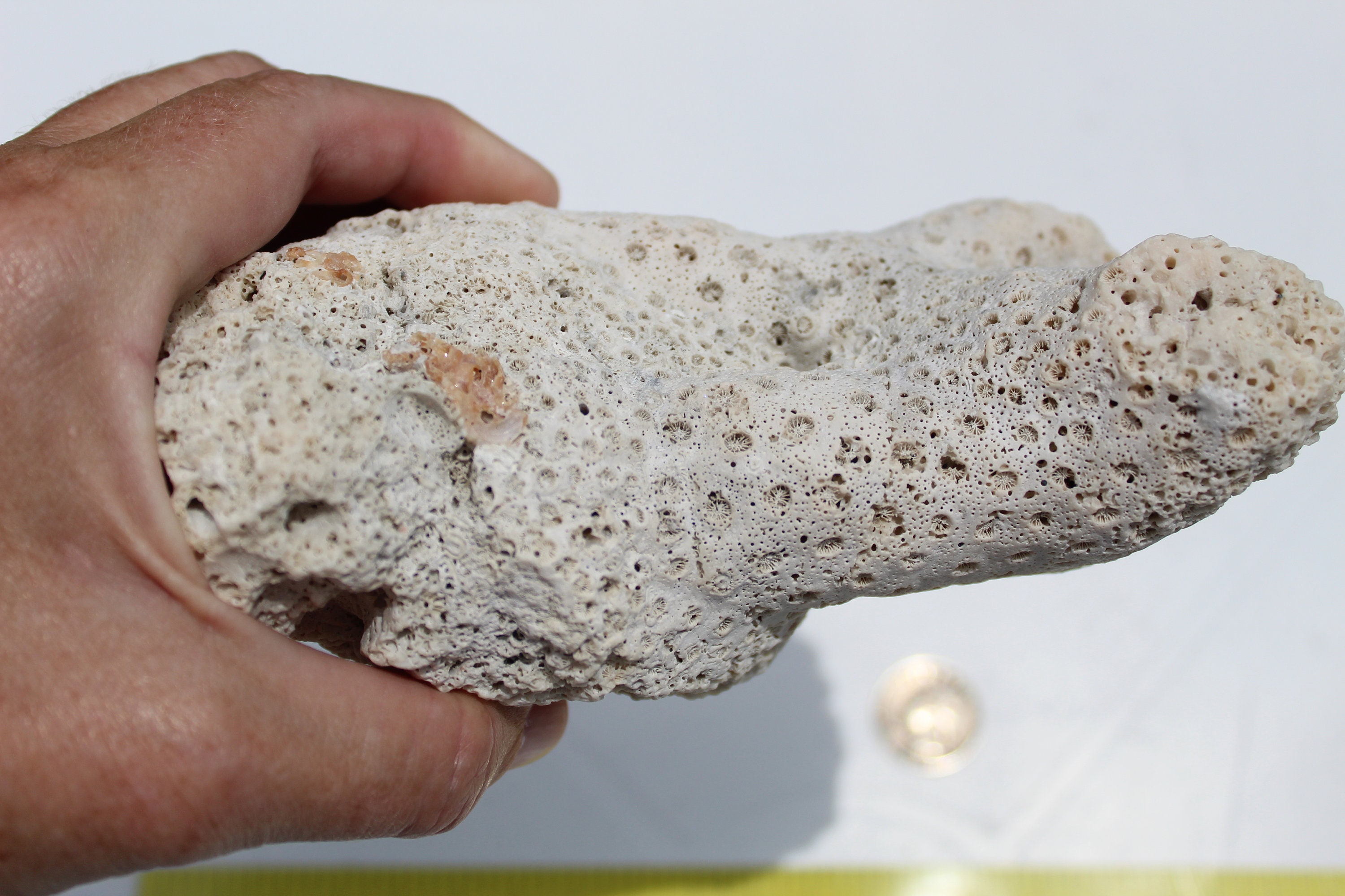 Large Coral Piece, Sanibel Island Coral, Turner Beach Coral, Sanibel ...