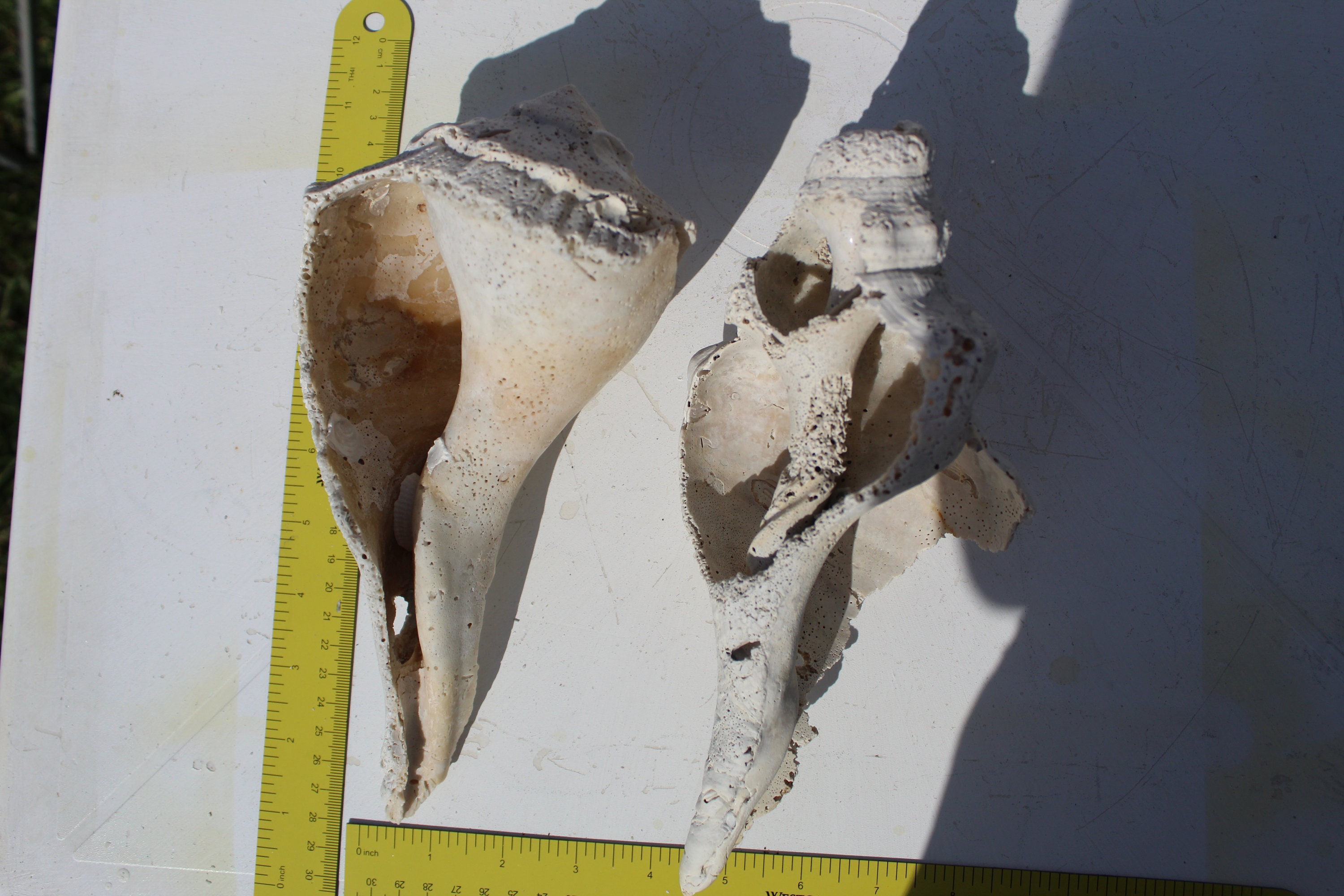 Large Whelk Shell, Large Horse Conch Shell, Vintage Whelk Shell ...