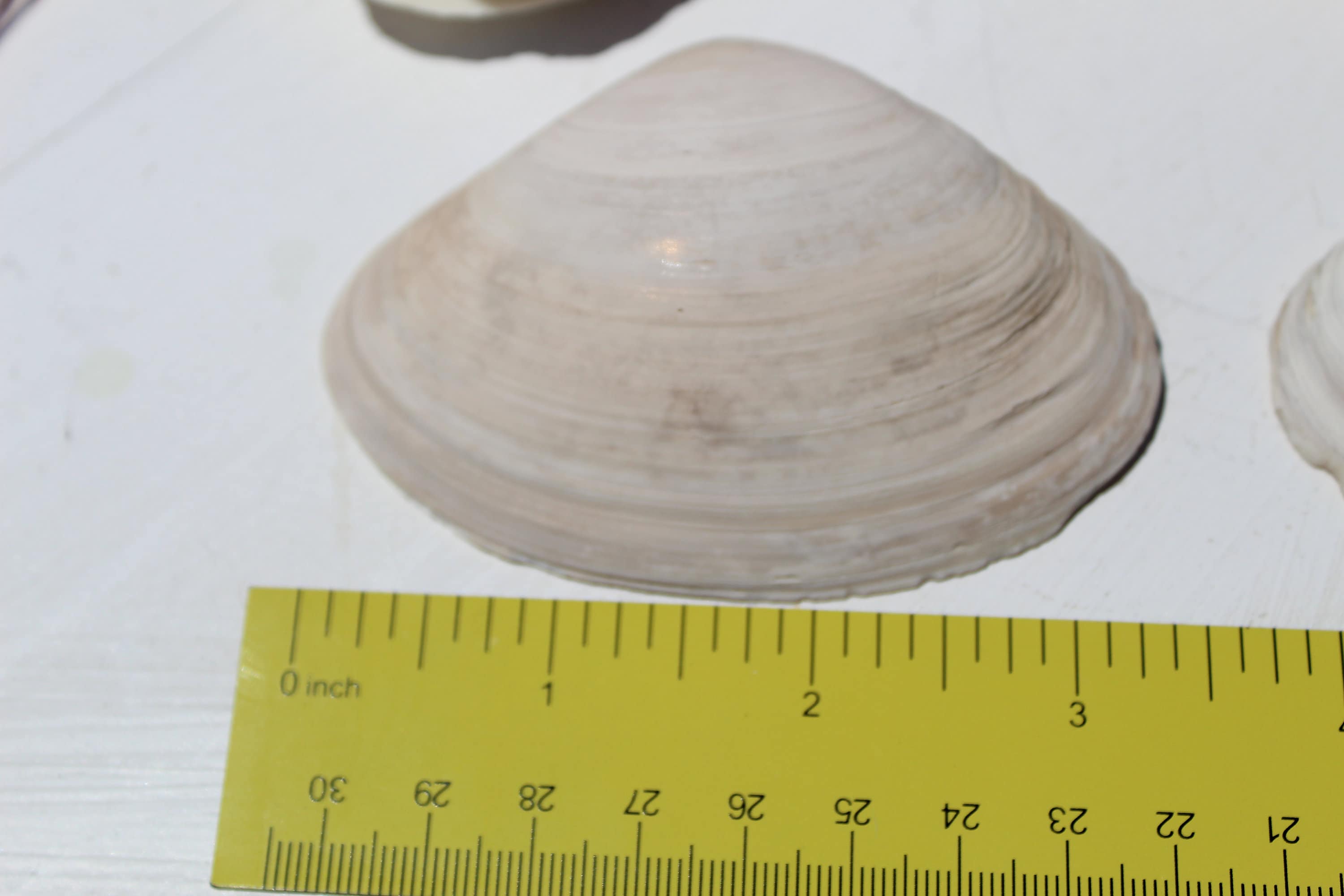 25 Surf Clam Shells, Sanibel Clams, Gulf Coast Shells, Florida Clams ...