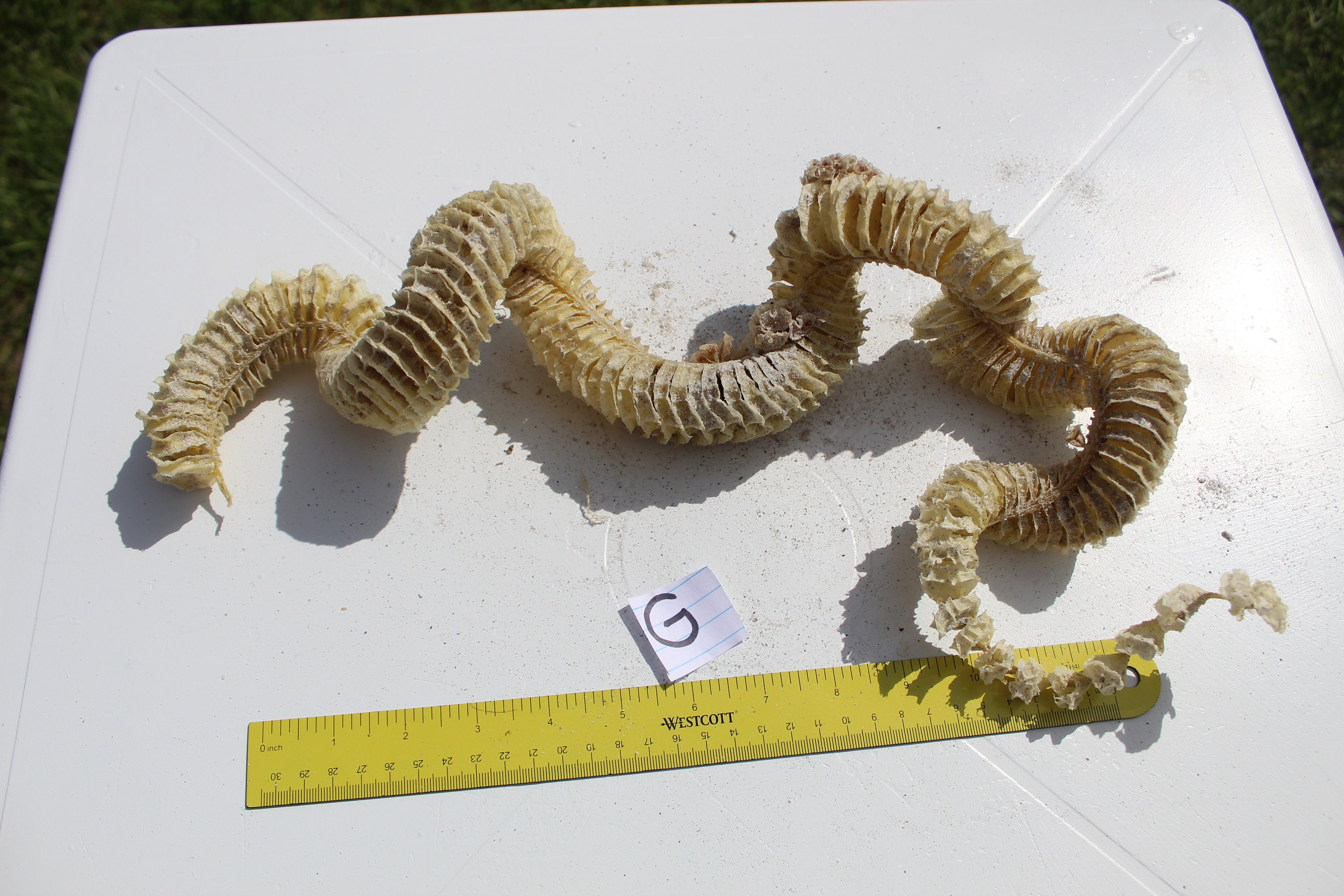 Whelk Egg Case, Spiral Egg Case, Sea Shell Case, Sanibel, Egg Casing - Etsy