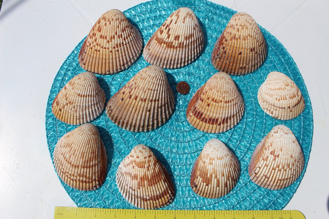 Large Cockle Shells, 11 Medium Cockle Shells, 2.75-3.0 Inches, Sanibel ...