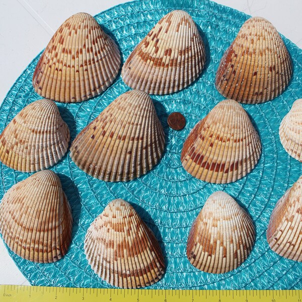 Cockle Shells - Etsy