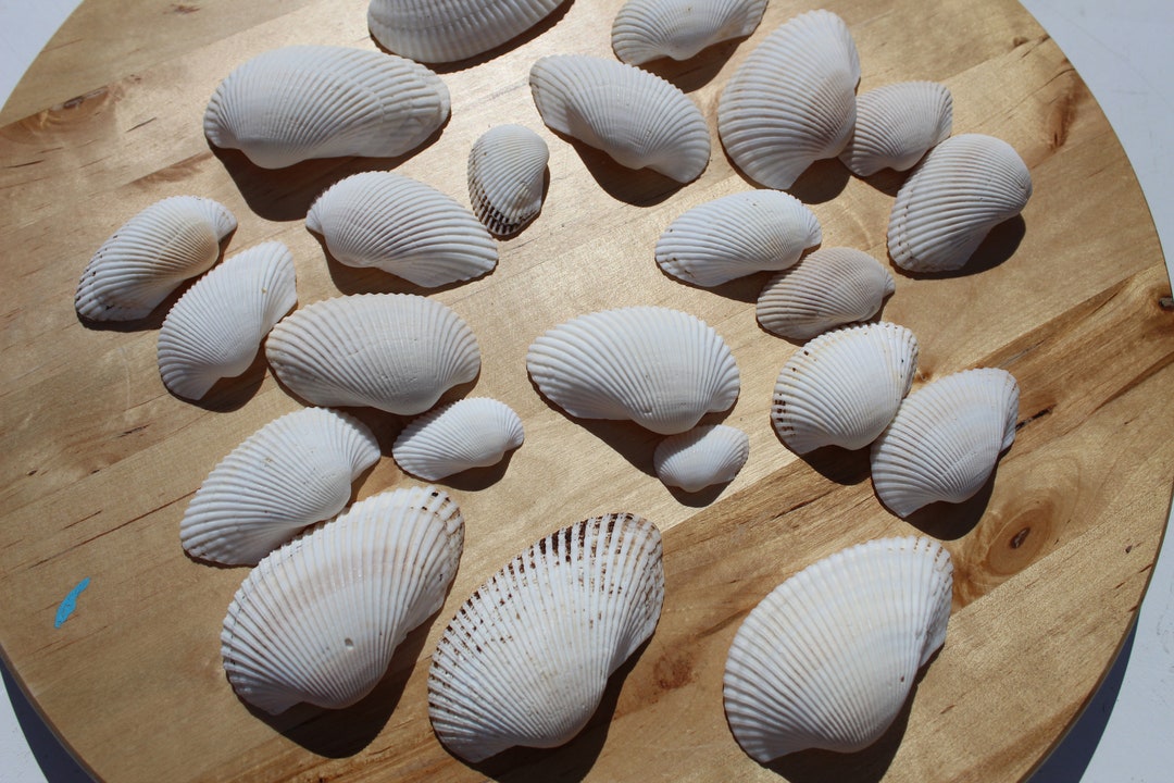 25 White Ark Shells, Sanibel Wide Ark Sea Shells, Sanibel Shells ...