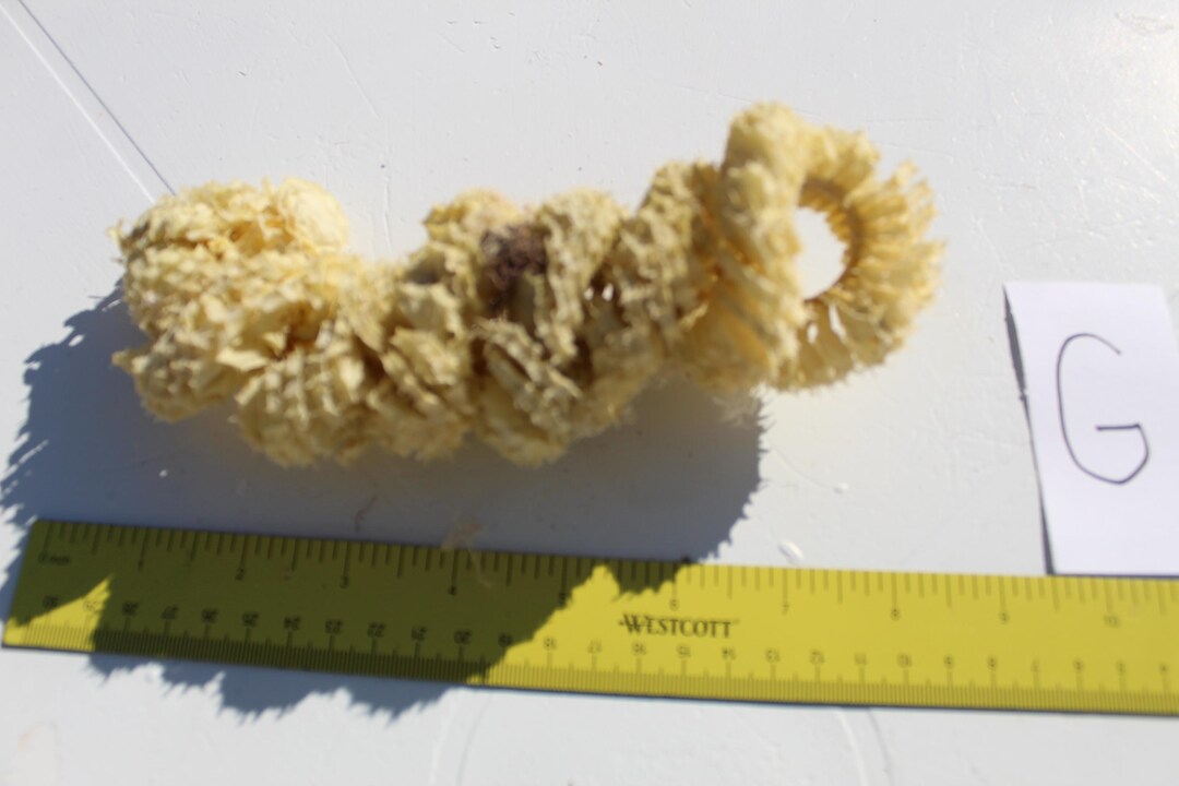 Whelk Egg Case, Spiral Egg Case, Sea Shell Case, Keewaydin, Egg Casing ...