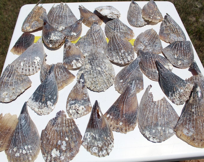 Dosinia Clam Shell, White Shells, Florida Gulf Coast, White, Textured ...