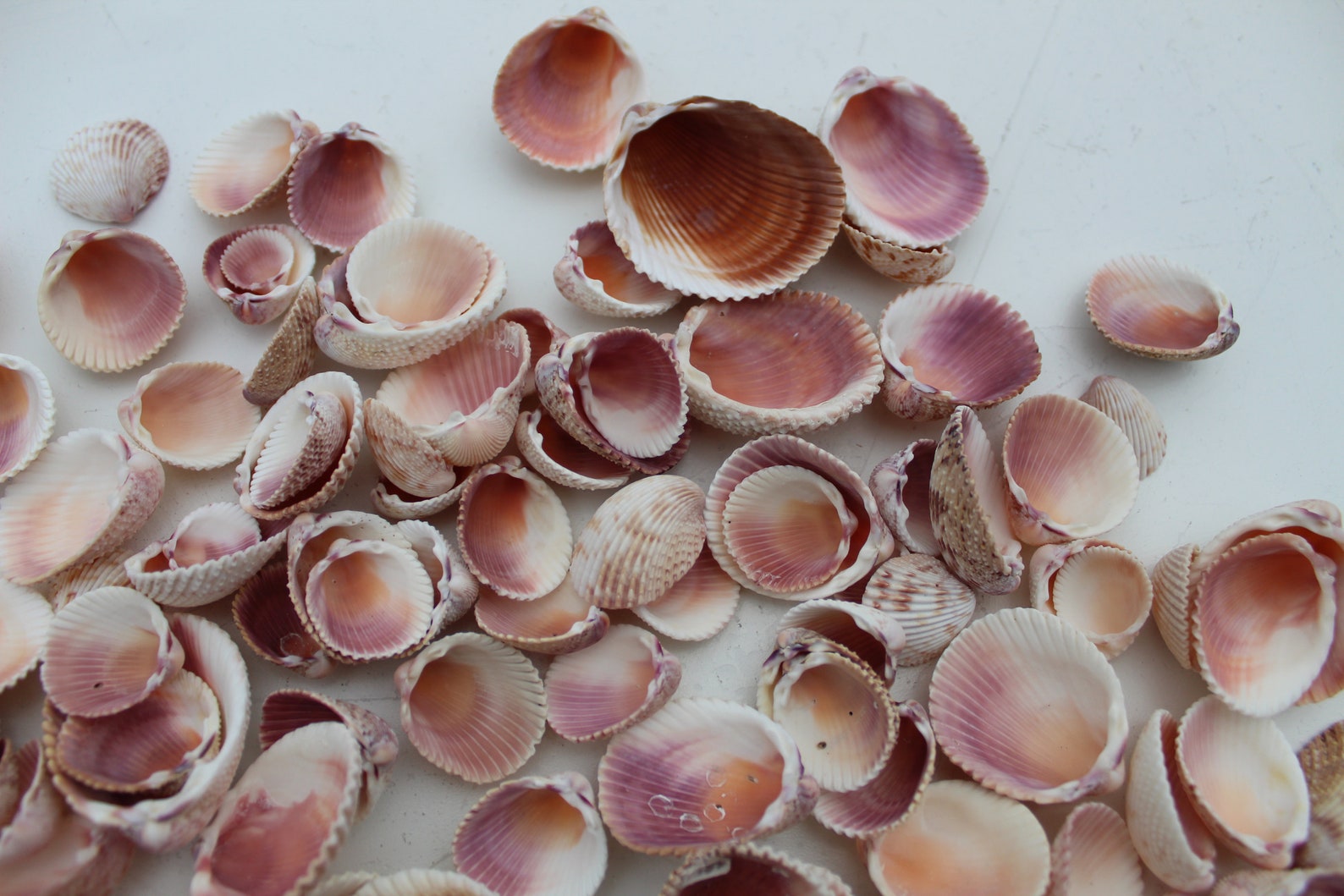 Natural Florida Shells, Prickly Cockle Shells, Sanibel Island Shells ...