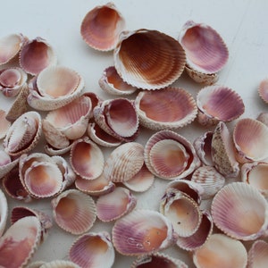 Natural Florida Shells, Prickly Cockle Shells, Sanibel Island Shells ...