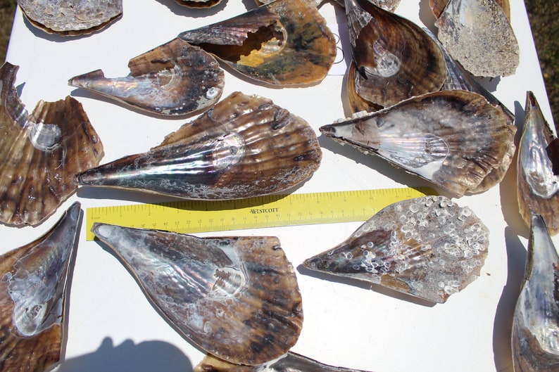 Pen Shells, Sanibel Island, Whole Pen Shells, Aura Borealis Shells ...