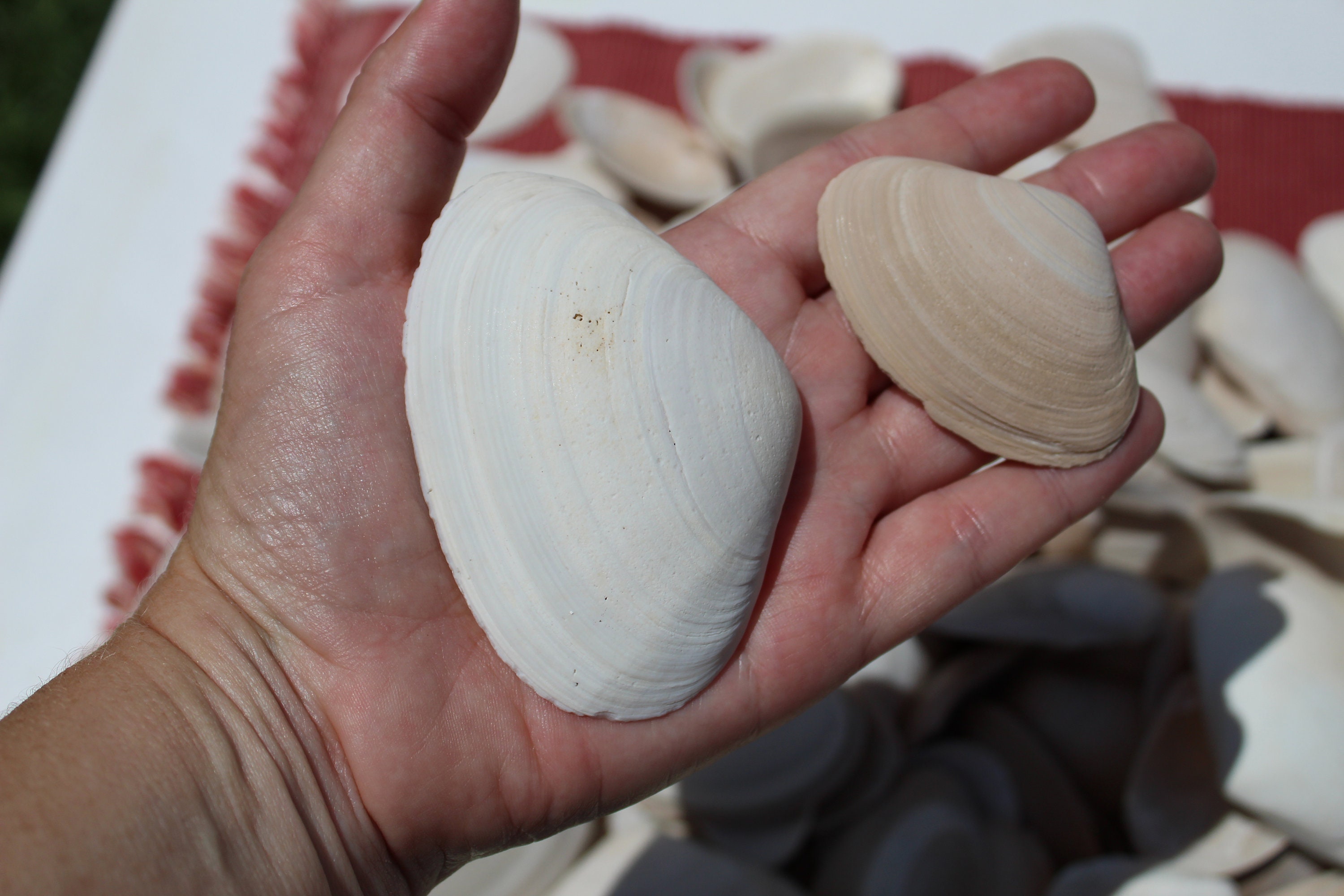 25 Surf Clam Shells, Sanibel Clams, Gulf Coast Shells, Florida Clams ...