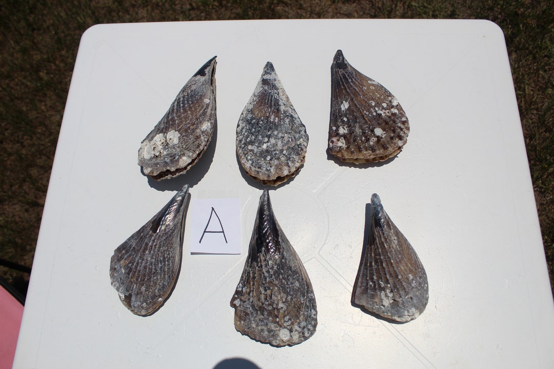 Pen Shells, Sanibel Island, Whole Pen Shells, Aura Borealis Shells ...