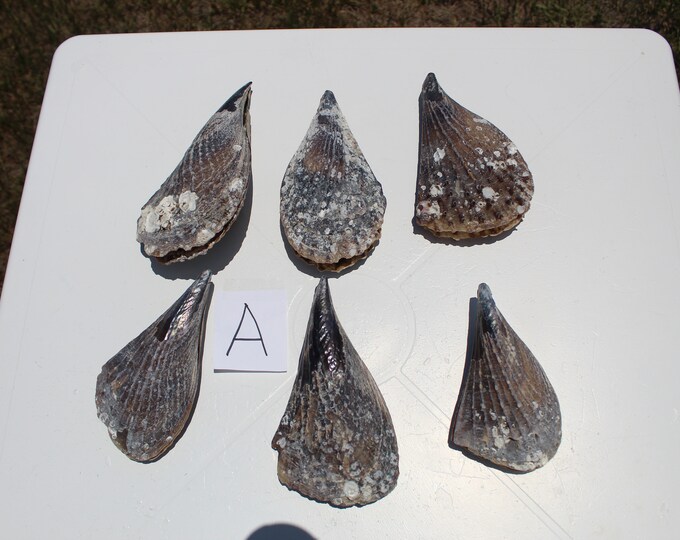 Sunray Venus Seashells, Gulf Coast Shells, Sunray Venus Clam Shells, 7 ...