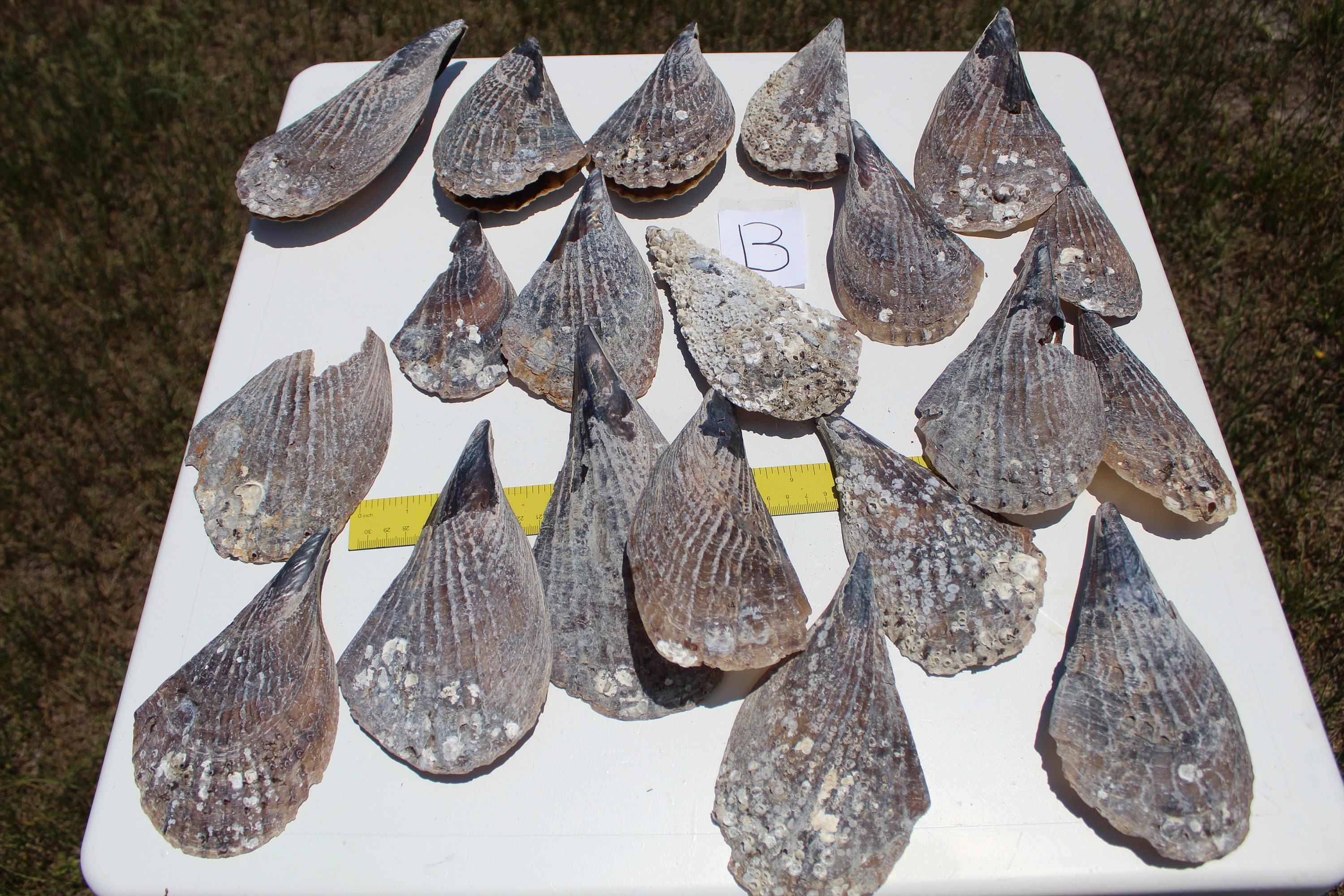 Pen Shells, Sanibel Island, Whole Pen Shells, Aura Borealis Shells ...