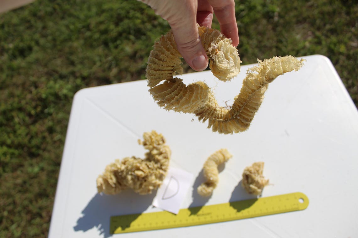 Whelk Egg Case, Spiral Egg Case, Sea Shell Case, Keewaydin, Egg Casing ...