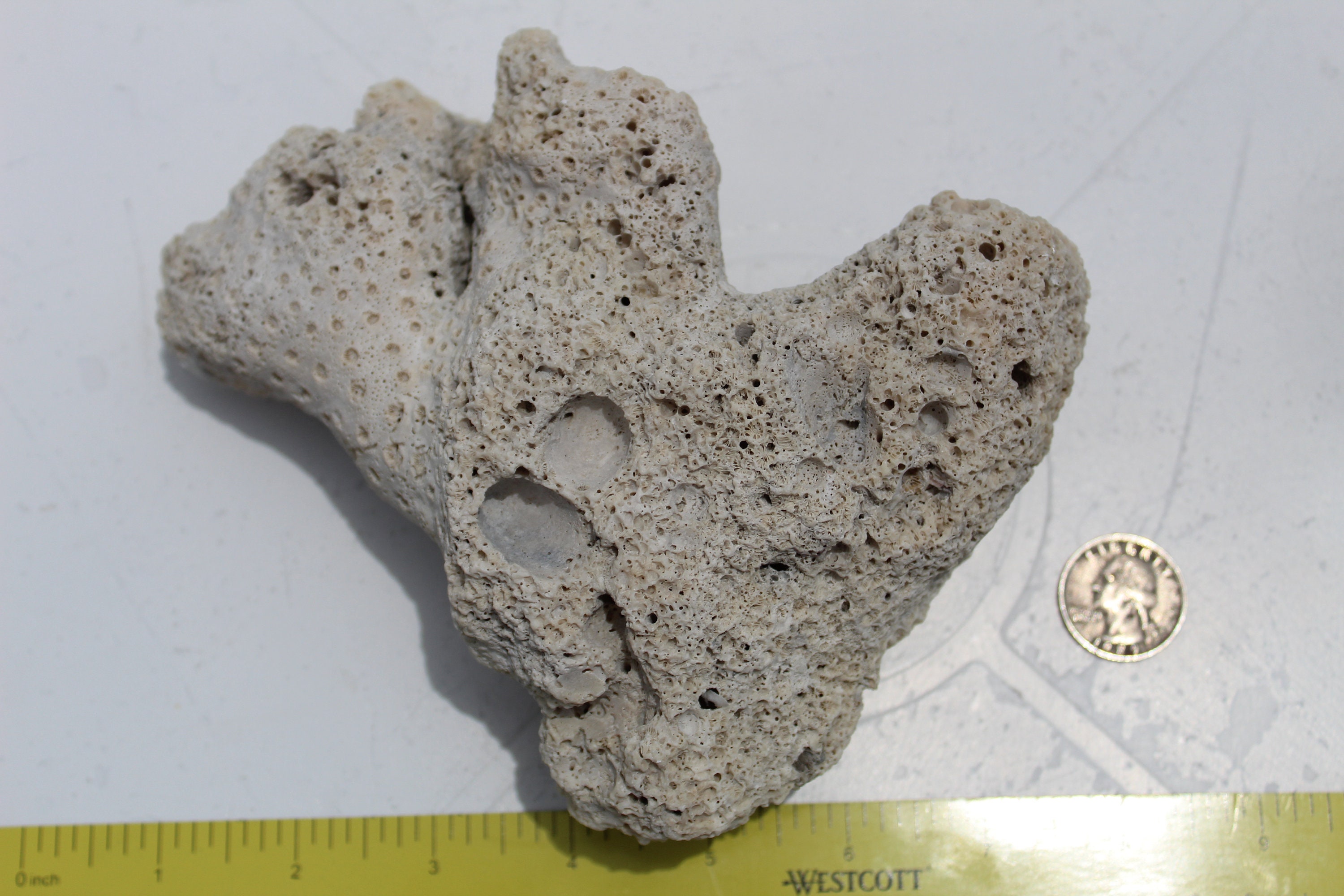 Large Coral Piece, Sanibel Island Coral, Turner Beach Coral, Sanibel ...