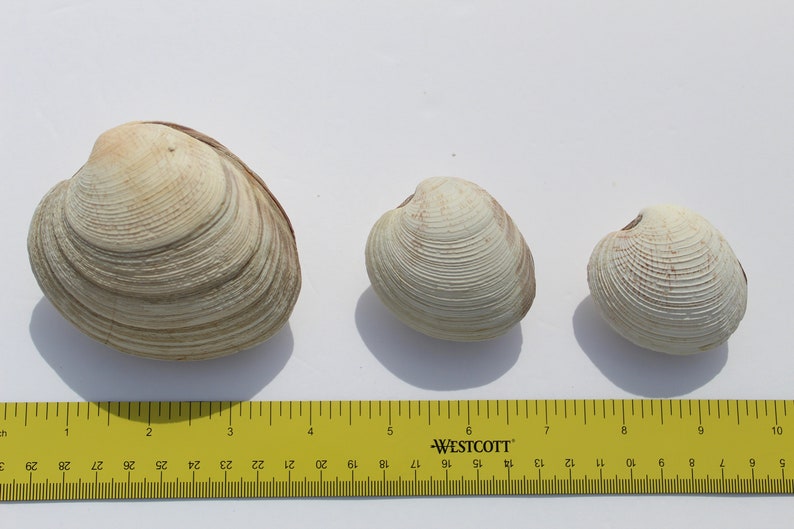 Quahog Shells, Brown Clam Shells, Matched Clam Shells, Hard Shell Clams ...