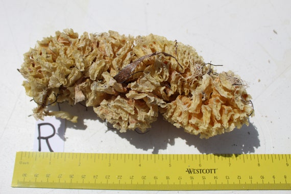 Horse Conch Case Spiral Egg Case Sea Shell Case Cayo Costa - Etsy