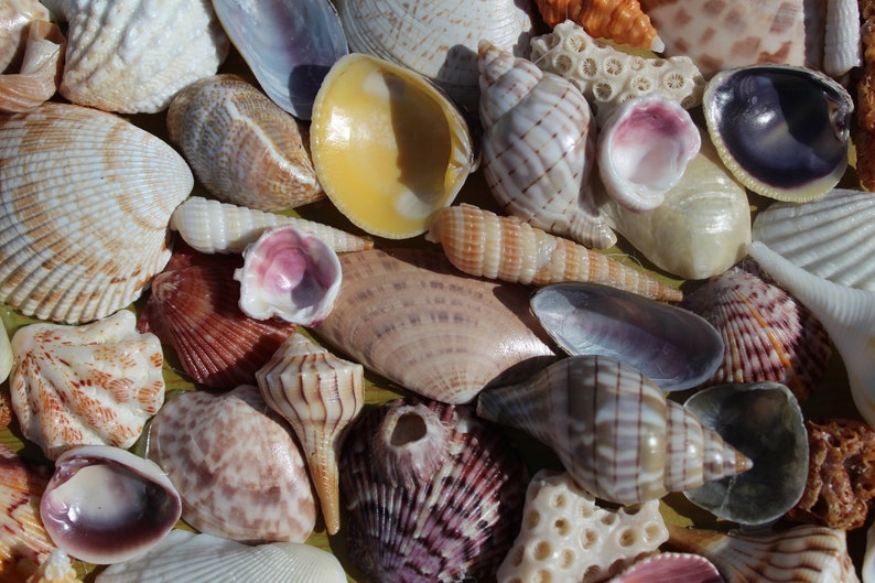 Nursery Shell Dinosaur Wall Decor-dino Bedroom-nursery Decor for Baby ...