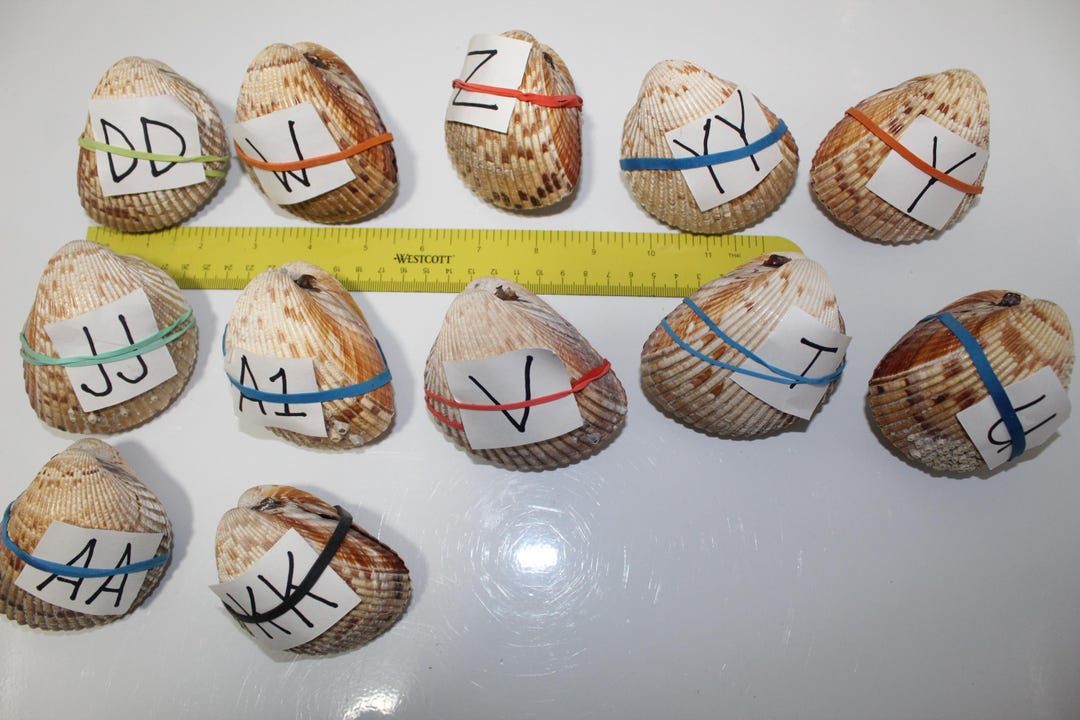 Medium Heart Cockle, Hinged Heart Pair, Cockle Heart Pairs, Heart ...