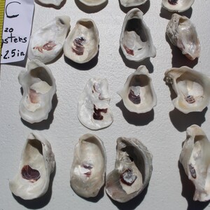 Pink Oyster Shells 20, Keewaydin Island, Long Oyster Shells, Gulf Coast ...