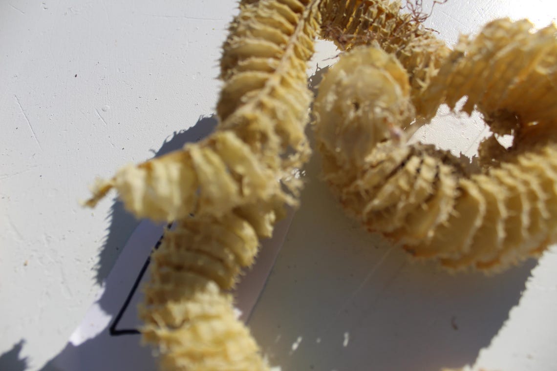 Whelk Egg Case, Spiral Egg Case, Sea Shell Case, Keewaydin, Egg Casing ...