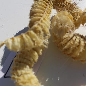 Whelk Egg Case, Spiral Egg Case, Sea Shell Case, Keewaydin, Egg Casing ...