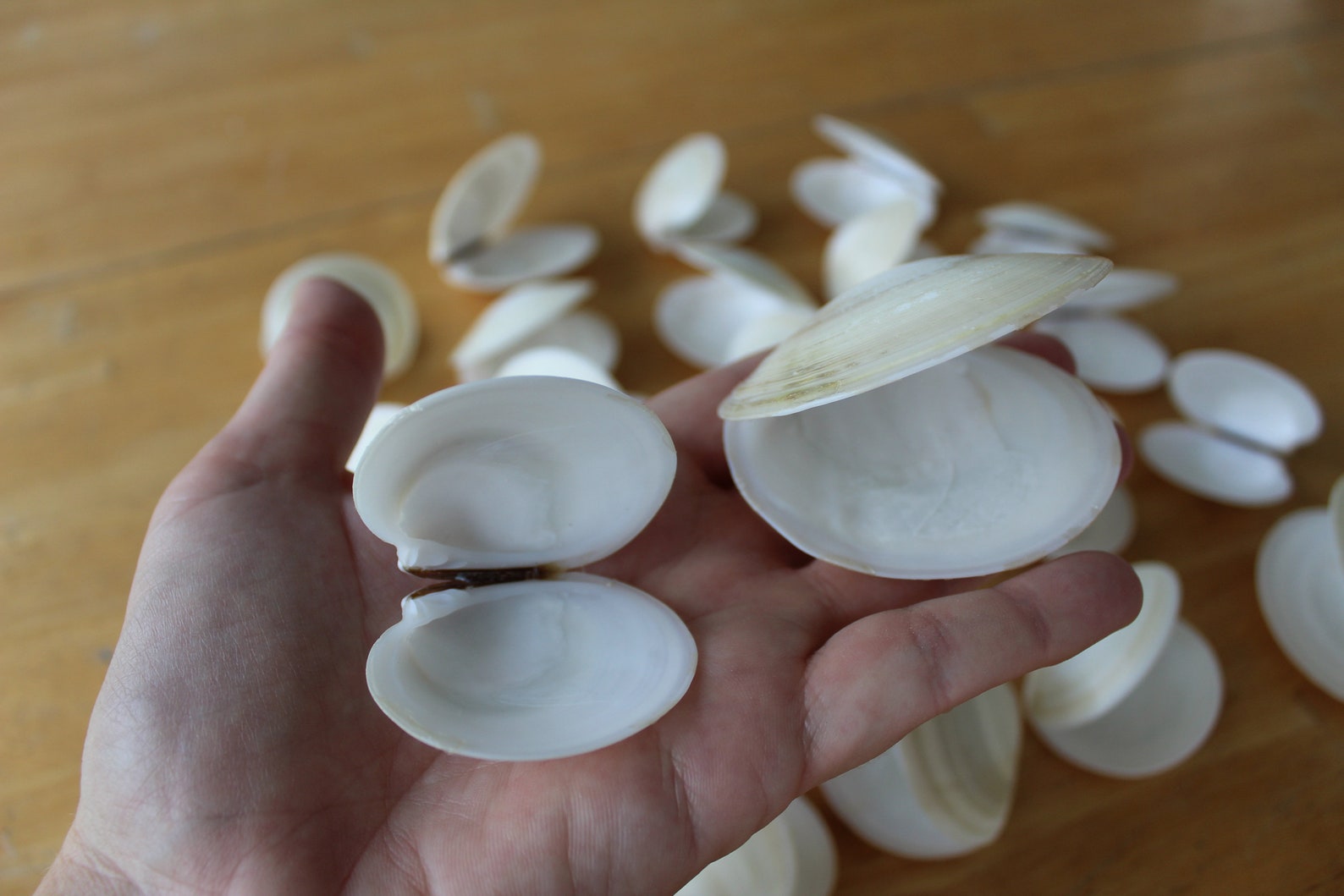 Dosinia Clam Shell, White Shells, Florida Gulf Coast, White, Textured ...