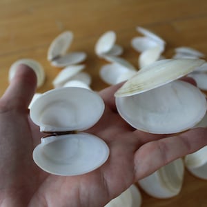 Dosinia Clam Shell, White Shells, Florida Gulf Coast, White, Textured ...