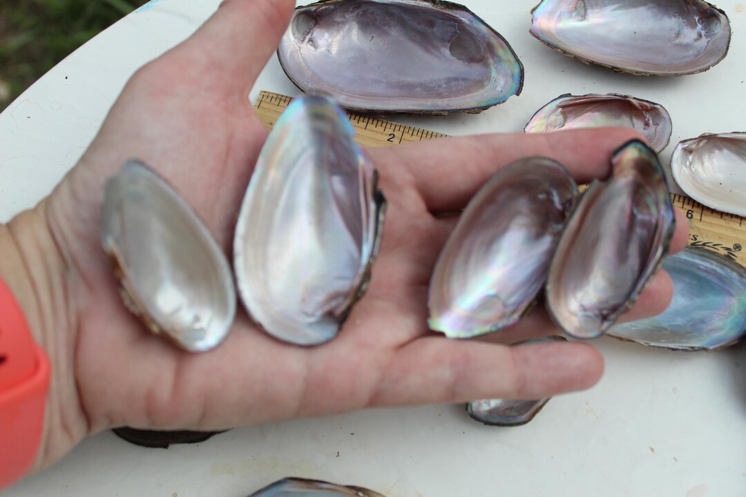 Mussel Shells, Freshwater Mussels, Mother of Pearl Shells, Iridescent ...