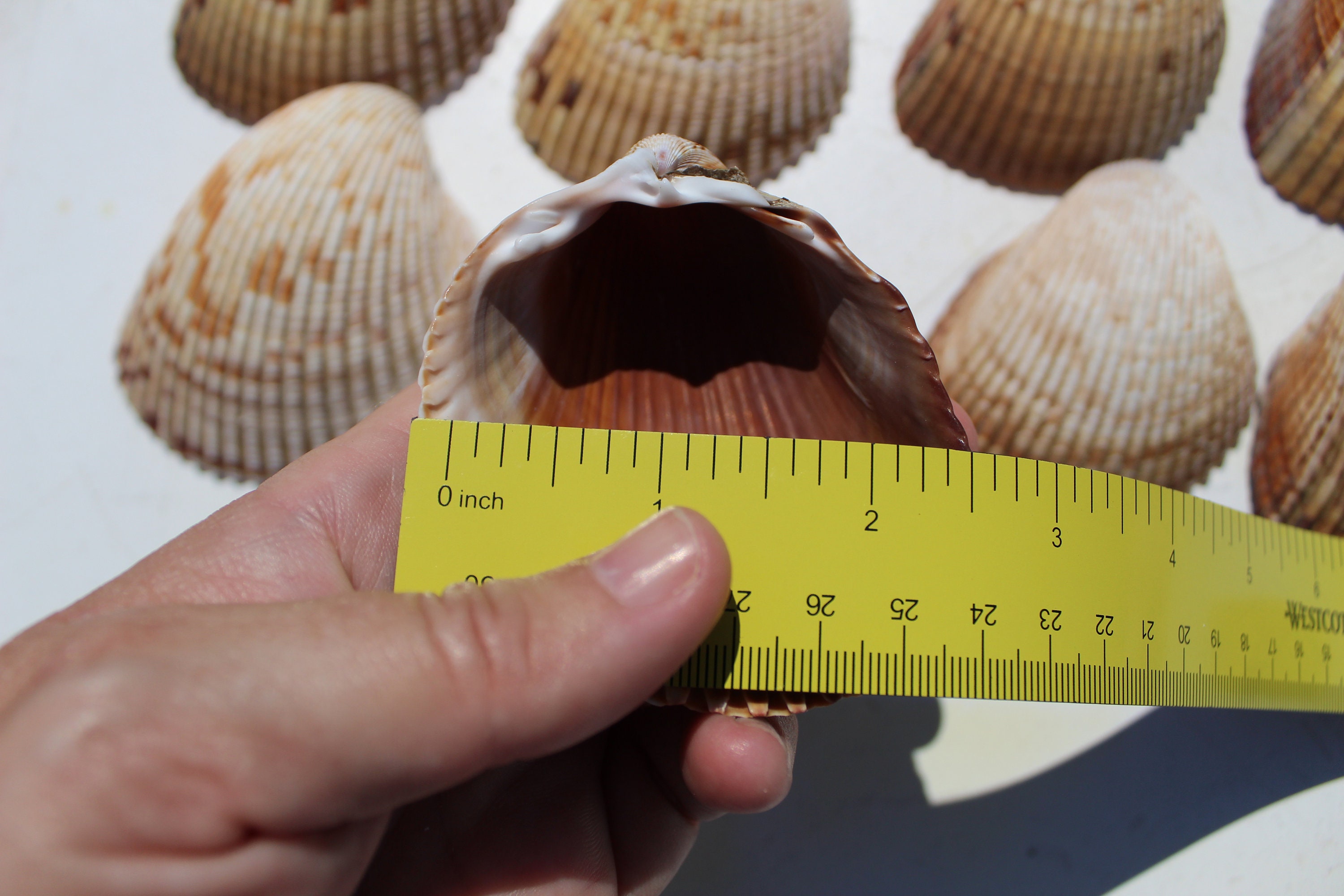 Large Cockle Shells, 20 Medium Cockle Shells, 2.5-3.0 Inches, Sanibel ...