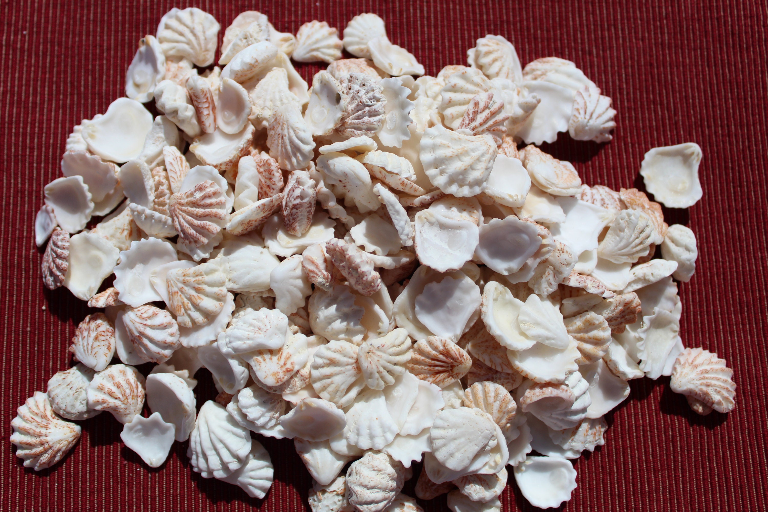 50 Sanibel Cats Paw Seashells, Coastal Decor - Etsy