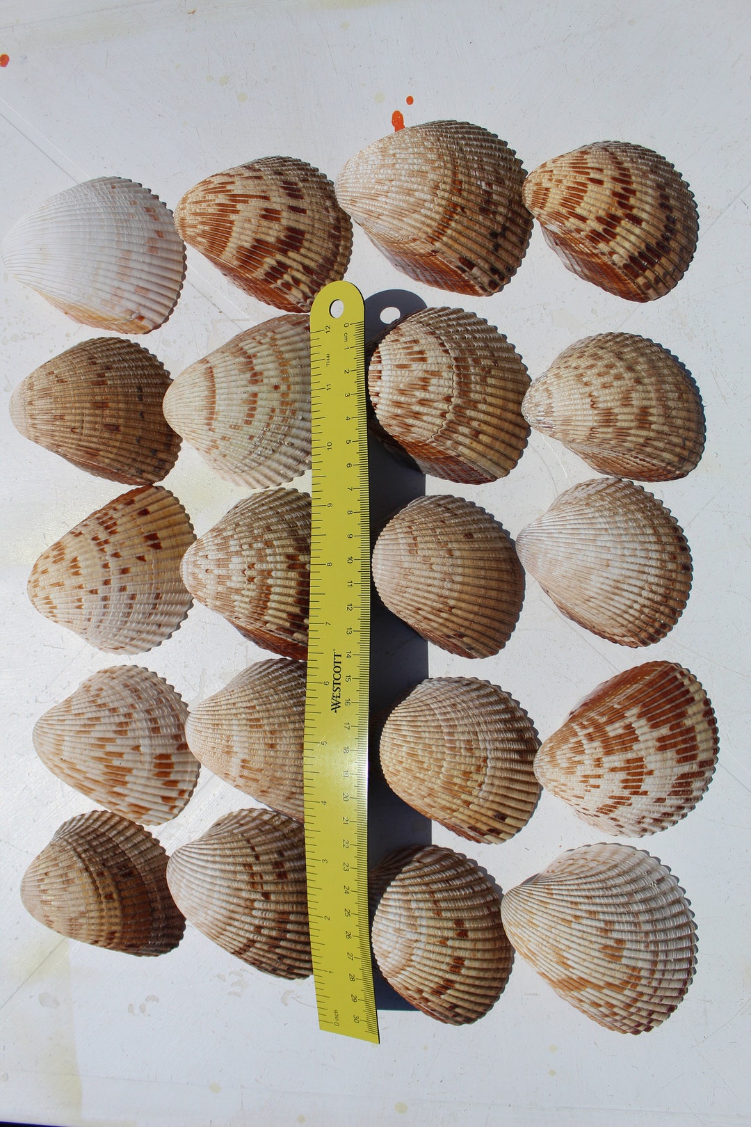 Large Cockle Shells, 20 Medium Cockle Shells, 2.5-3.0 Inches, Sanibel ...