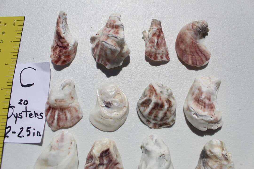 Pink Oyster Shells 20, Keewaydin Island, Long Oyster Shells, Gulf Coast ...