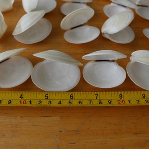 Dosinia Clam Shell, White Shells, Florida Gulf Coast, White, Textured ...
