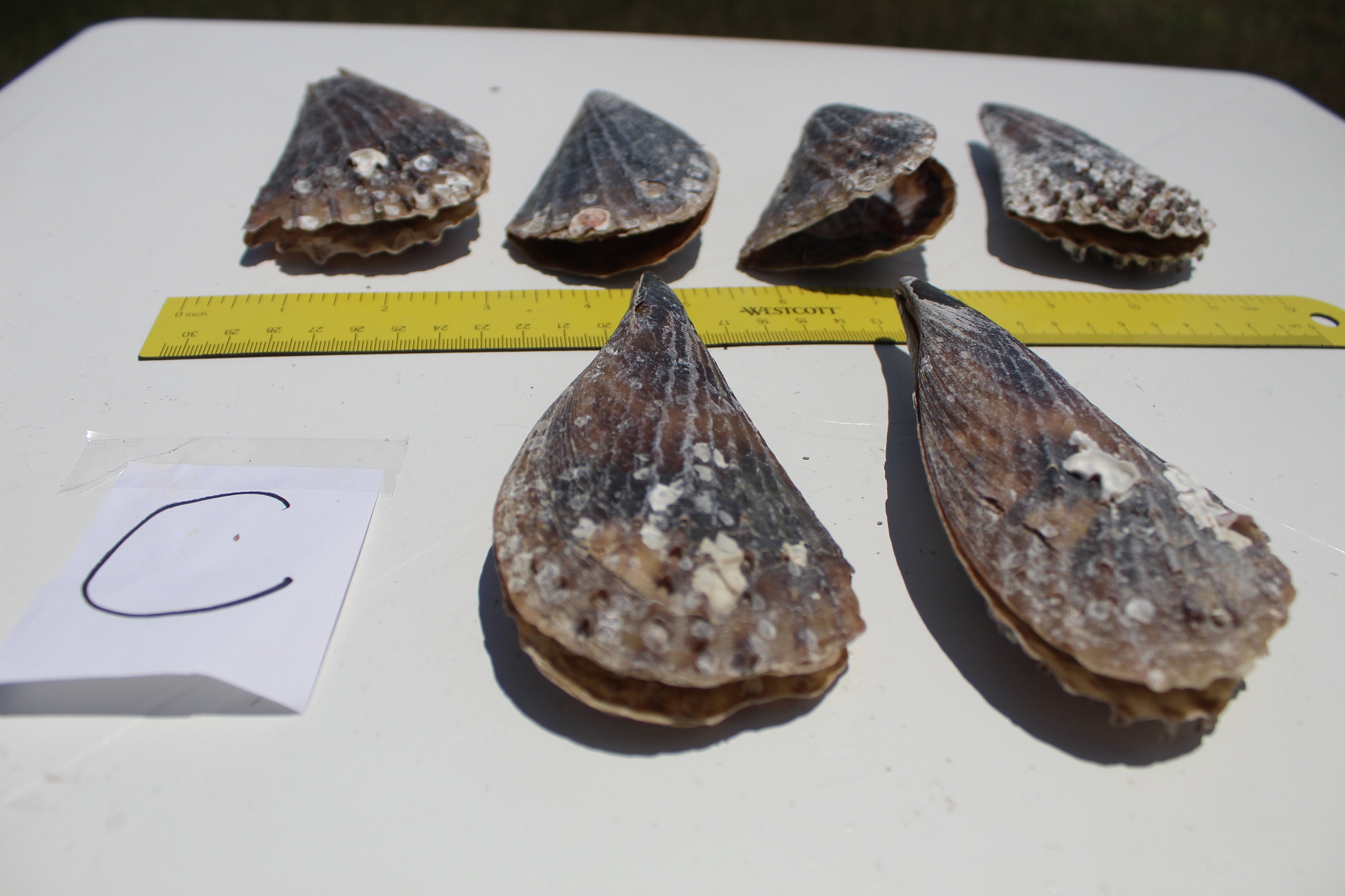 Pen Shells, Sanibel Island, Whole Pen Shells, Aura Borealis Shells ...