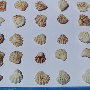 50 Cats Paw Seashells, Kitten Paw Shells, Cats Paw Shells, Sanibel Sea ...