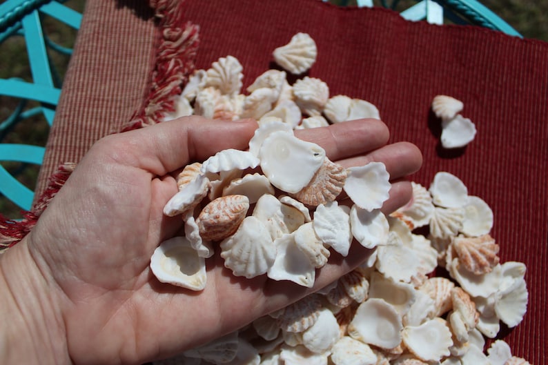50 Cats Paw Seashells, Kitten Paw Shells, Cats Paw Shells, Sanibel Sea ...