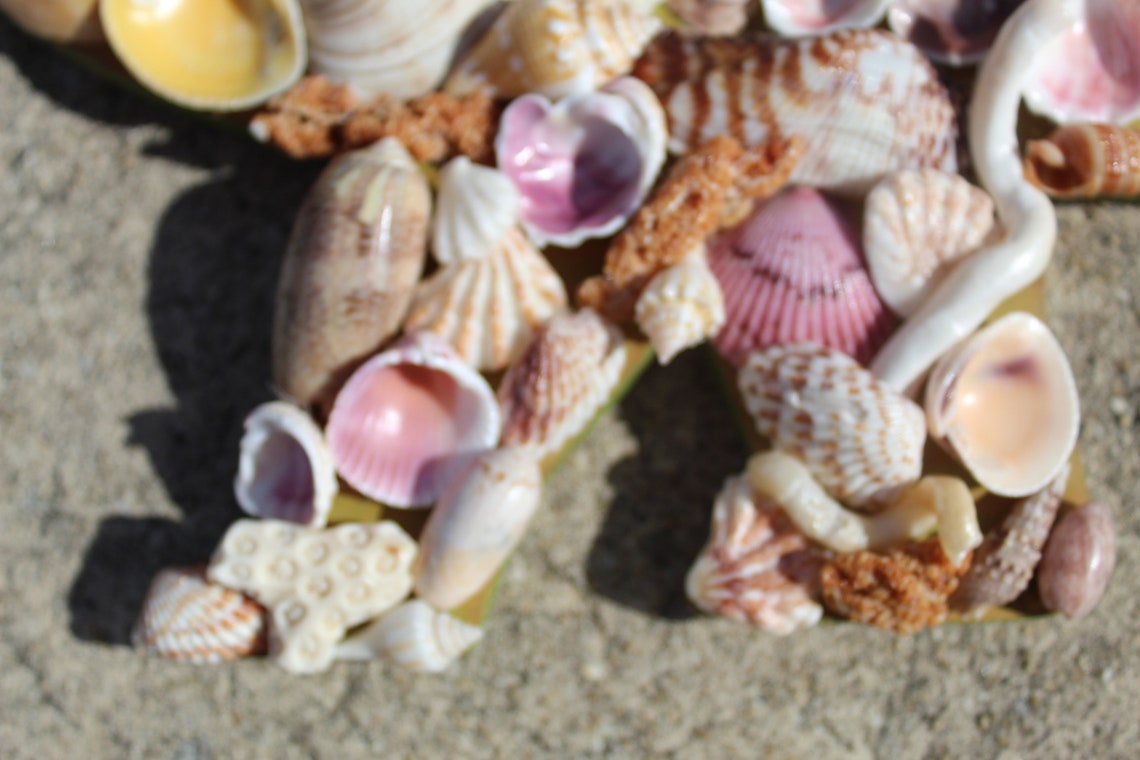 Nursery Shell Dinosaur Wall Decor-dino Bedroom-nursery Decor - Etsy