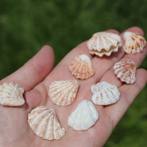 50 Cats Paw Seashells, Kitten Paw Shells, Cats Paw Shells, Sanibel Sea ...