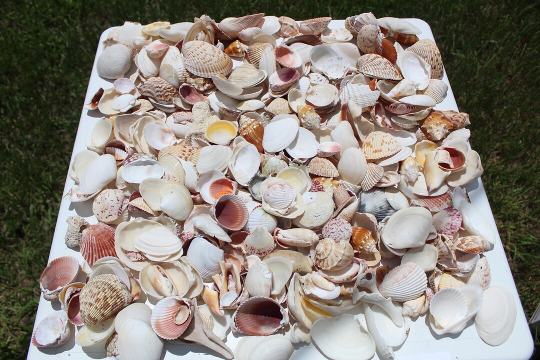 Natural Sea Shells, Gulf Coast Shells-ocean Life Coastal Beach Decor ...