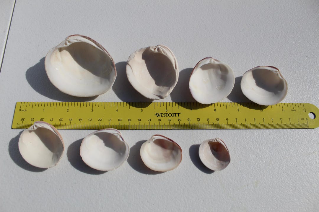 Quahog Clam Shells, Hard Clam Shells, Florida Gulf Coast Shells, Beach ...