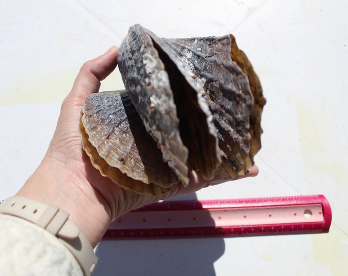 Pen Shells, Keewaydin Island, Whole Pen Shells, Aura Borealis Shells ...