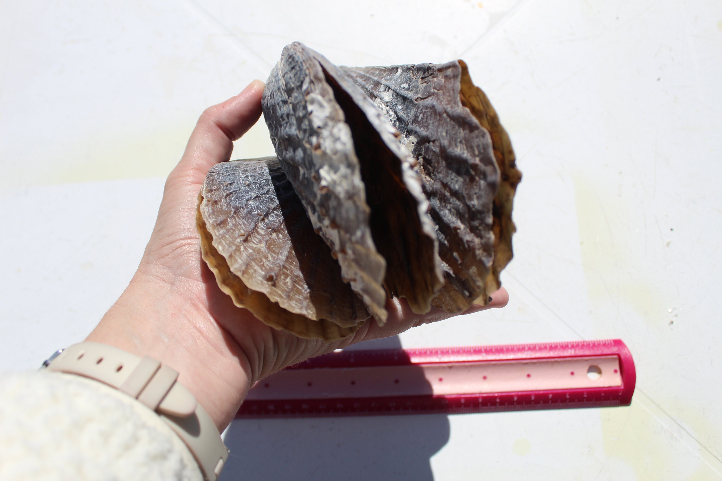 Pen Shells Keewaydin Island Whole Pen Shells Aura Borealis - Etsy