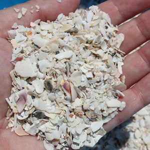 Natural Crushed Shells, 1 Lb Broken Shells, Shell Pieces, Vase Filler ...