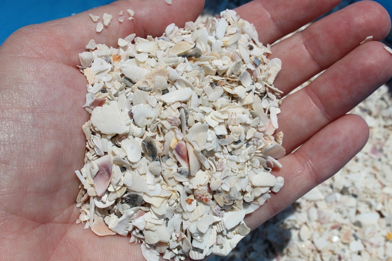 Natural Crushed Shells, 1 Lb Broken Shells, Shell Pieces, Vase Filler ...